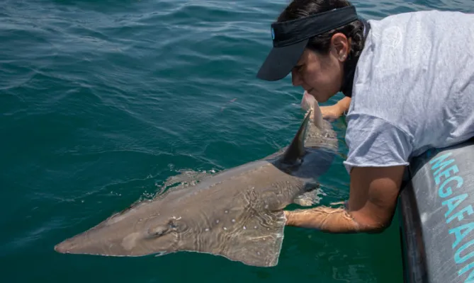 No ritmo da conservação: adote uma raia-viola | Nature Invest